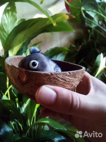 Ручной неразлучник