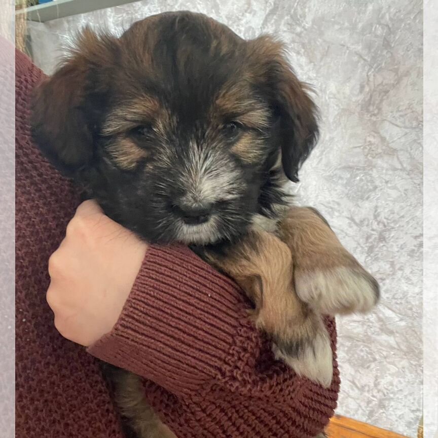 Щенок в добрые руки