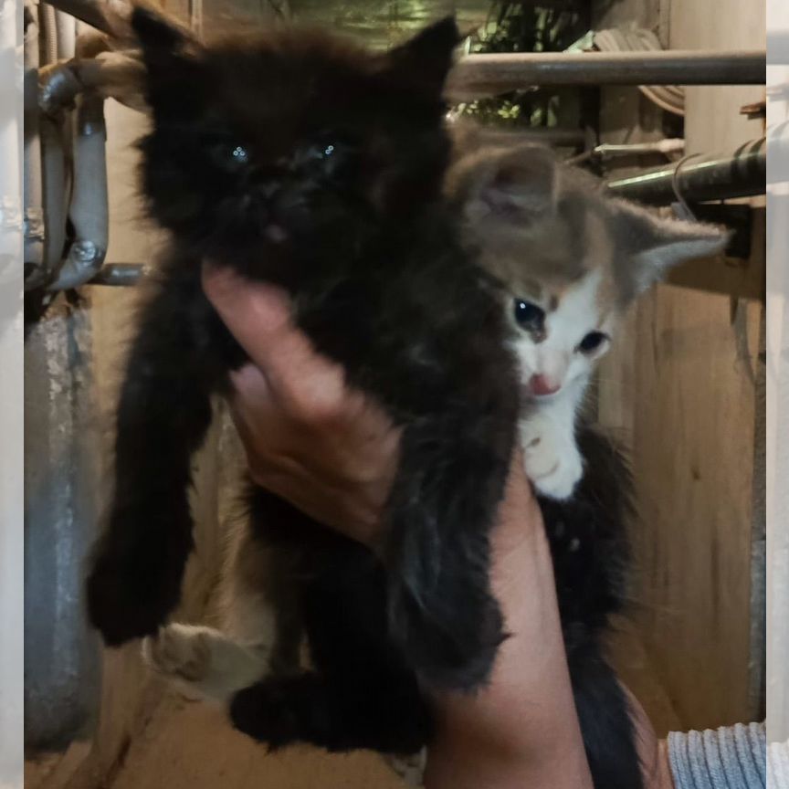 Котята спасеныши из подвала