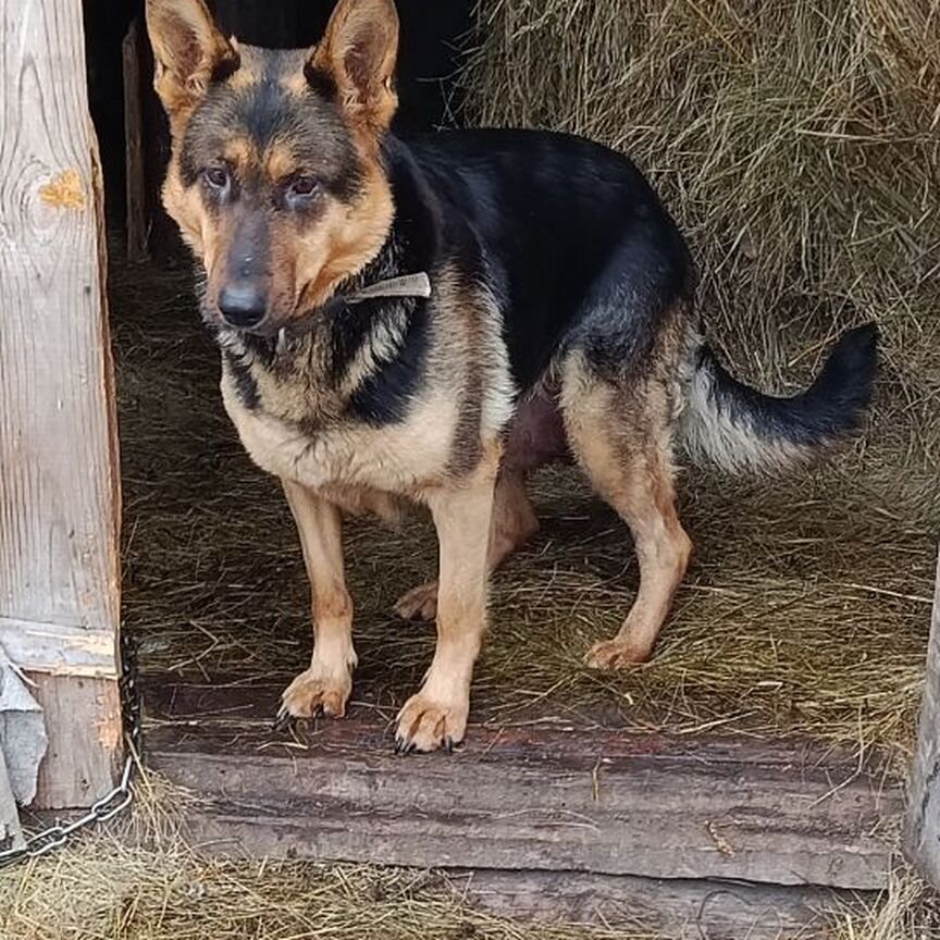 Немецкая овчарка, щенок