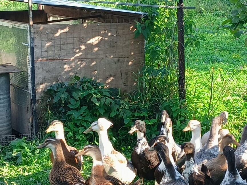 Утки хохлатые