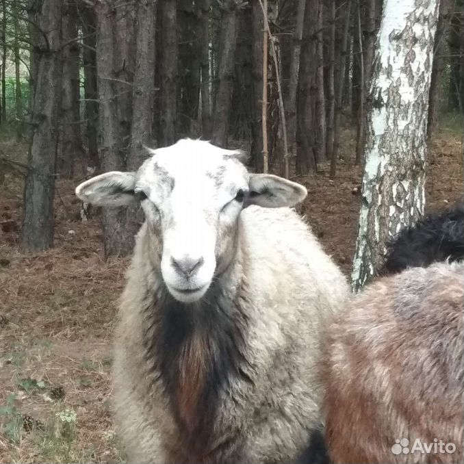 Баран катум