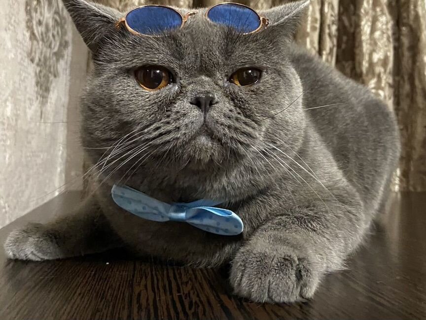 Кот вязка
