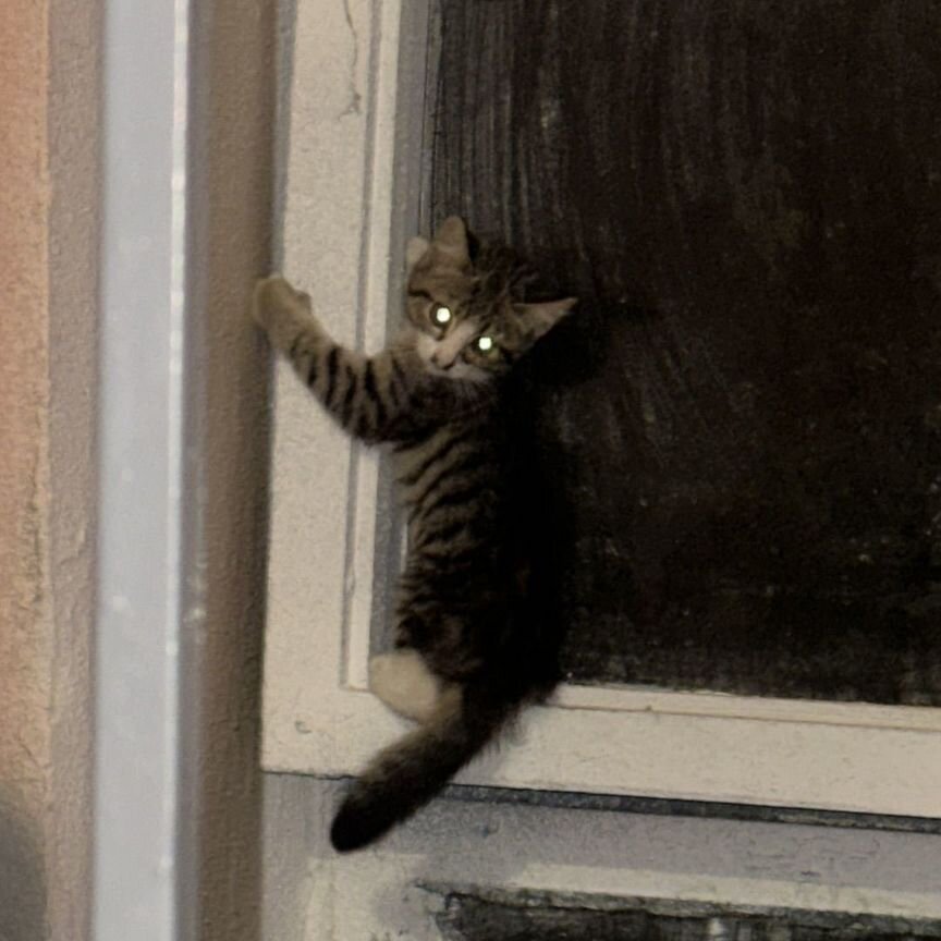 Котенок ищет добрые руки