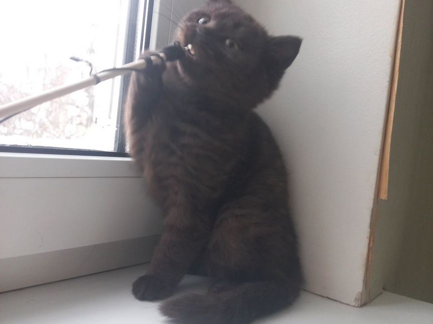 Шотландский шоколадик