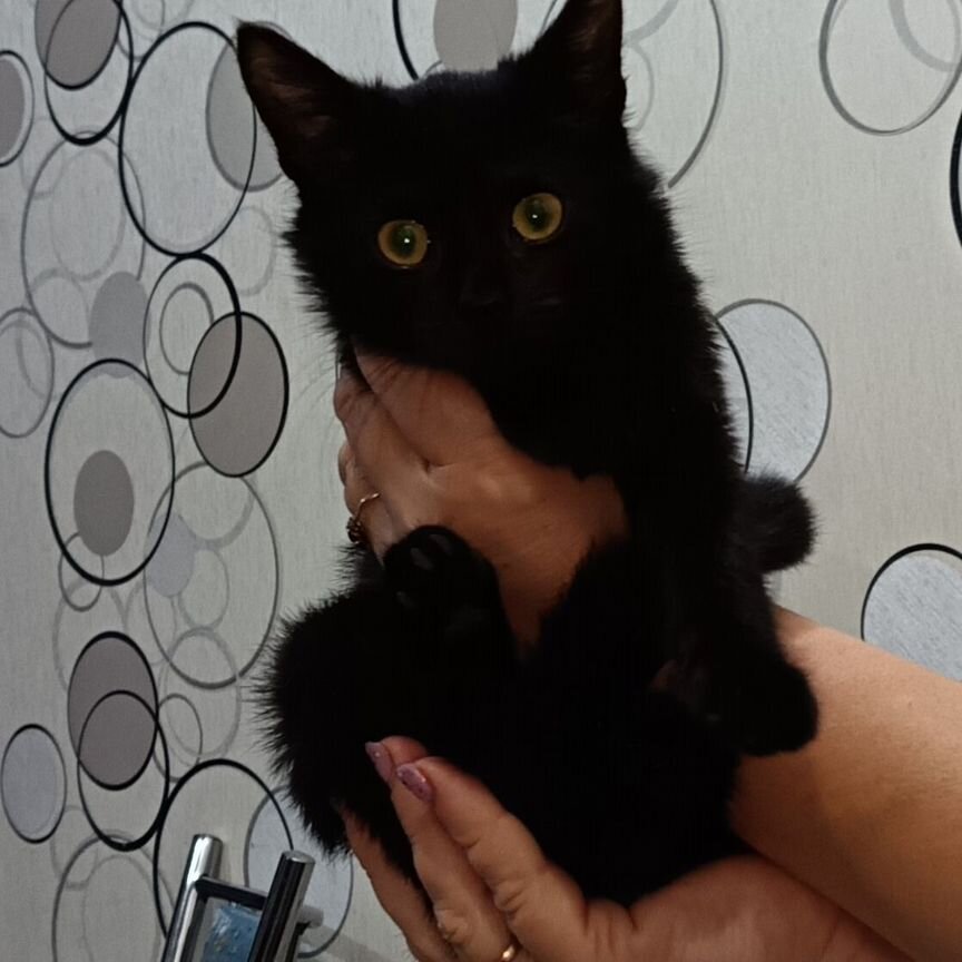 Котенок бомбейской породы