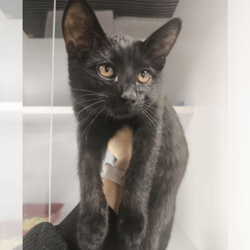 Котёнок