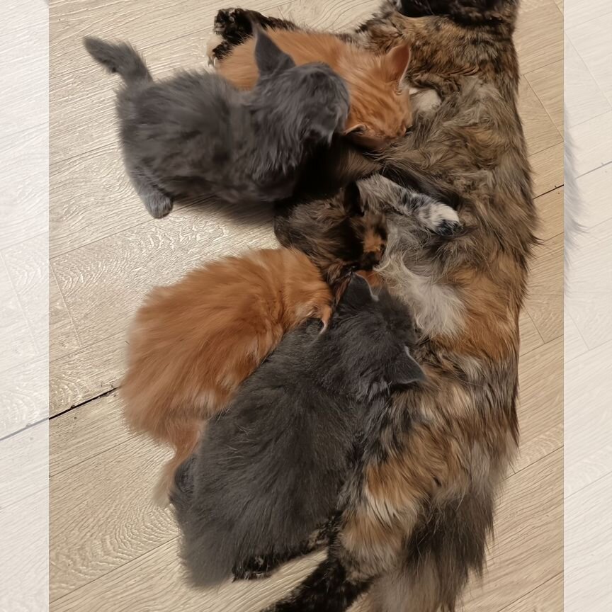 Мейн-кун котёнок