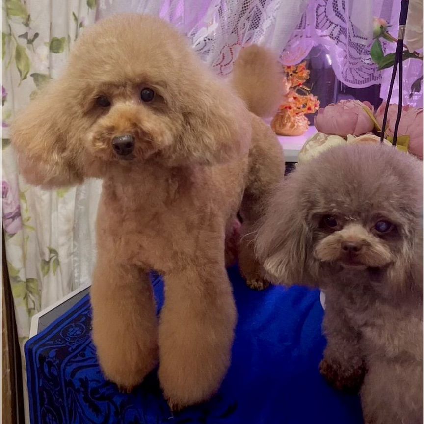 Мальтипу, щенок