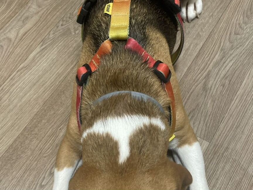 Шлейка анатомическая staya