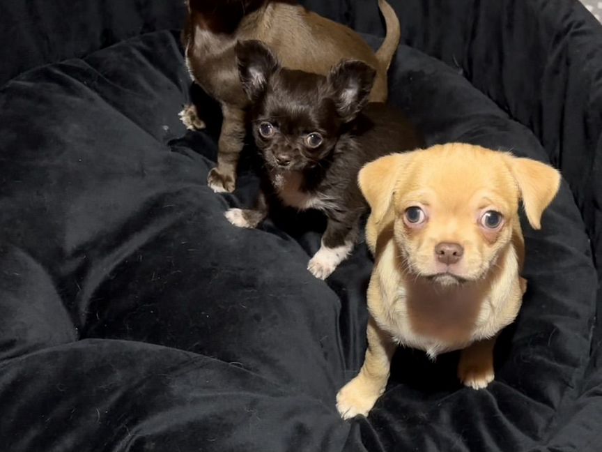 Мальчишки чихи