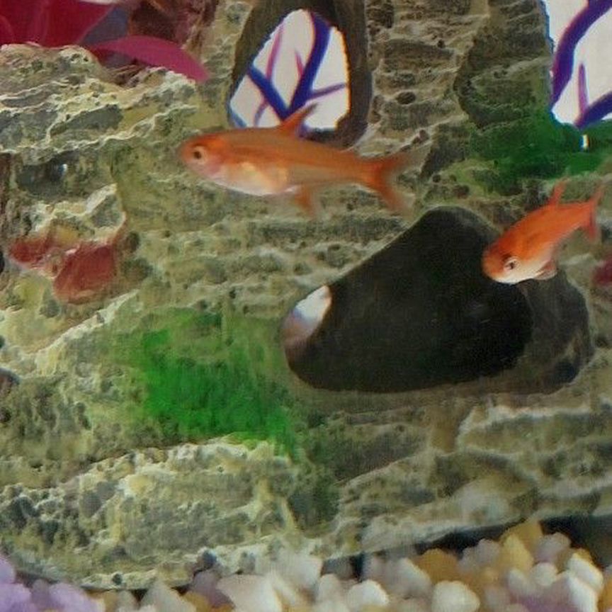 Тетра аманда