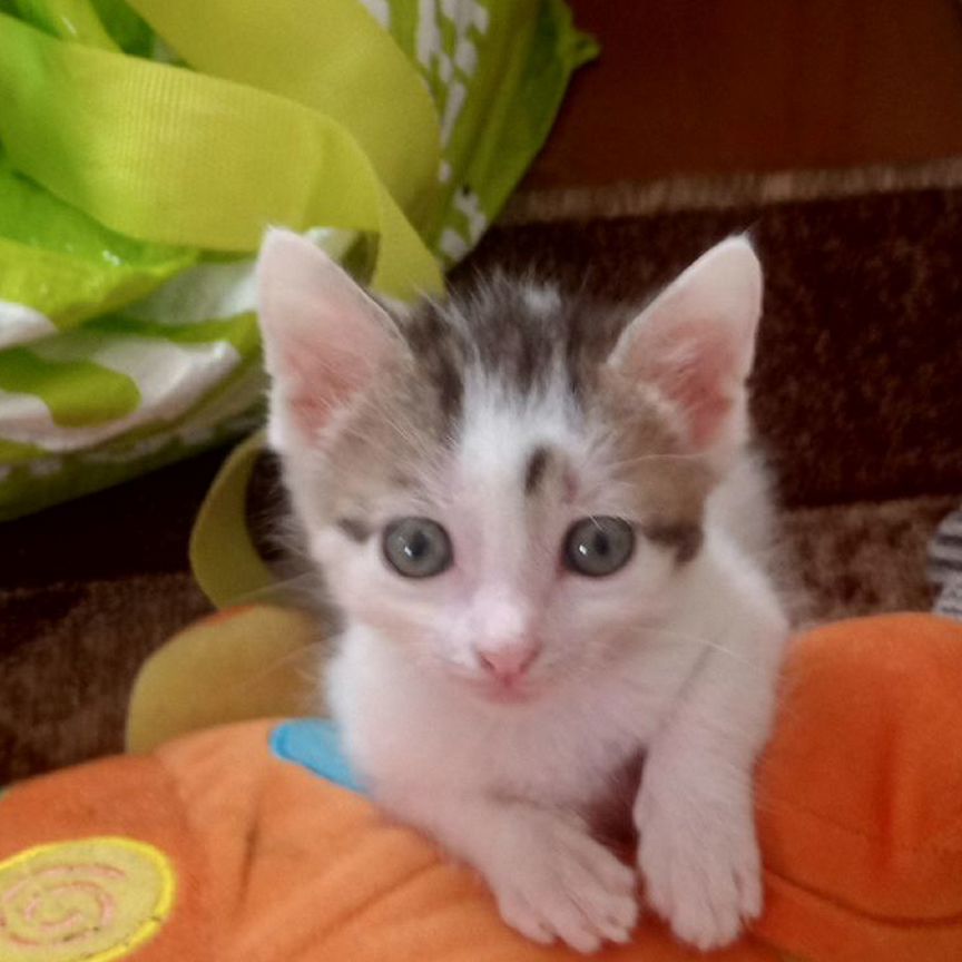 Сибирский котёнок