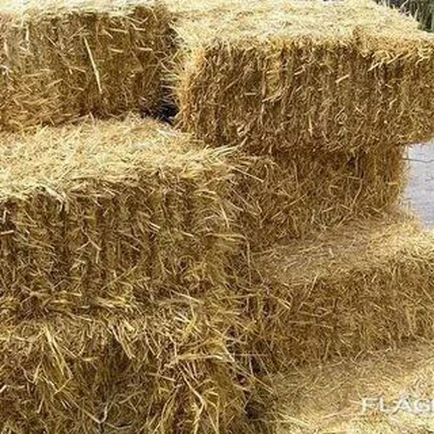 Солома пщеничная в тюках