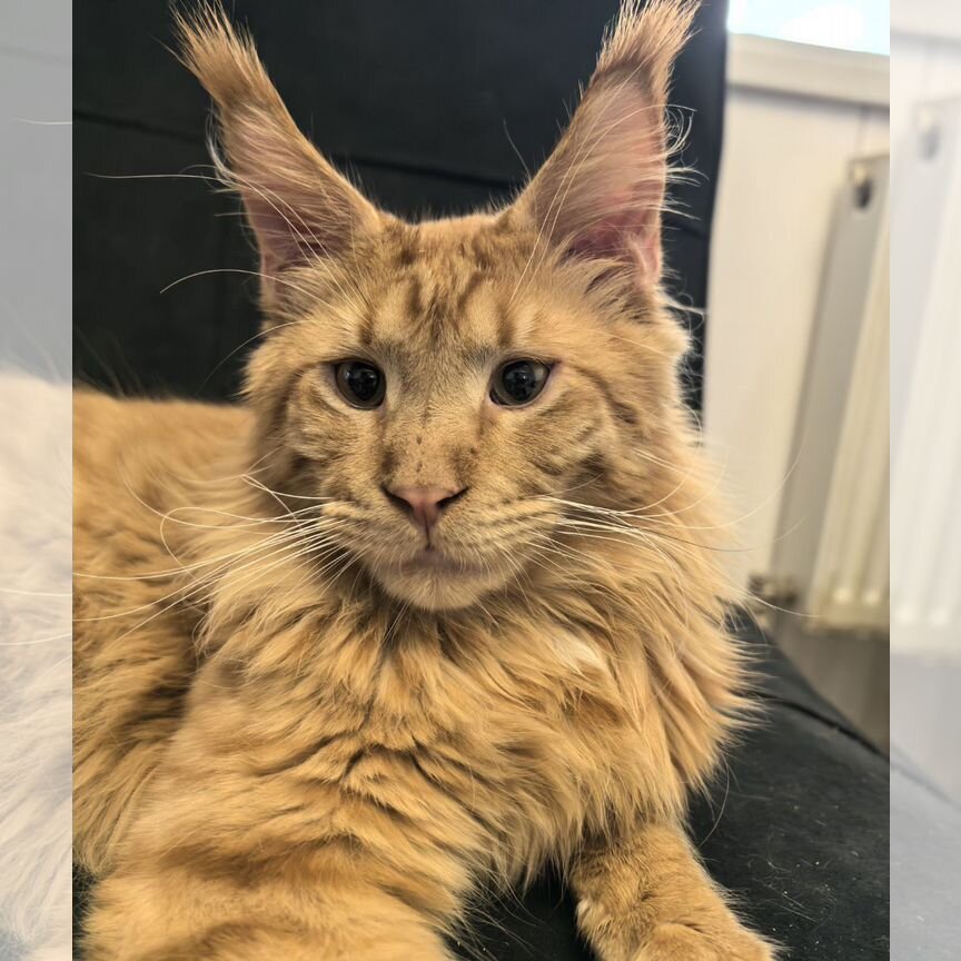 Мейн-кун котёнок