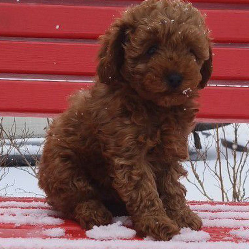 Той-пудель, щенок