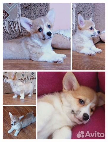 Коржики,Вельш корги пемброк