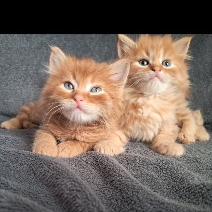 Котята рыжие бесплатно