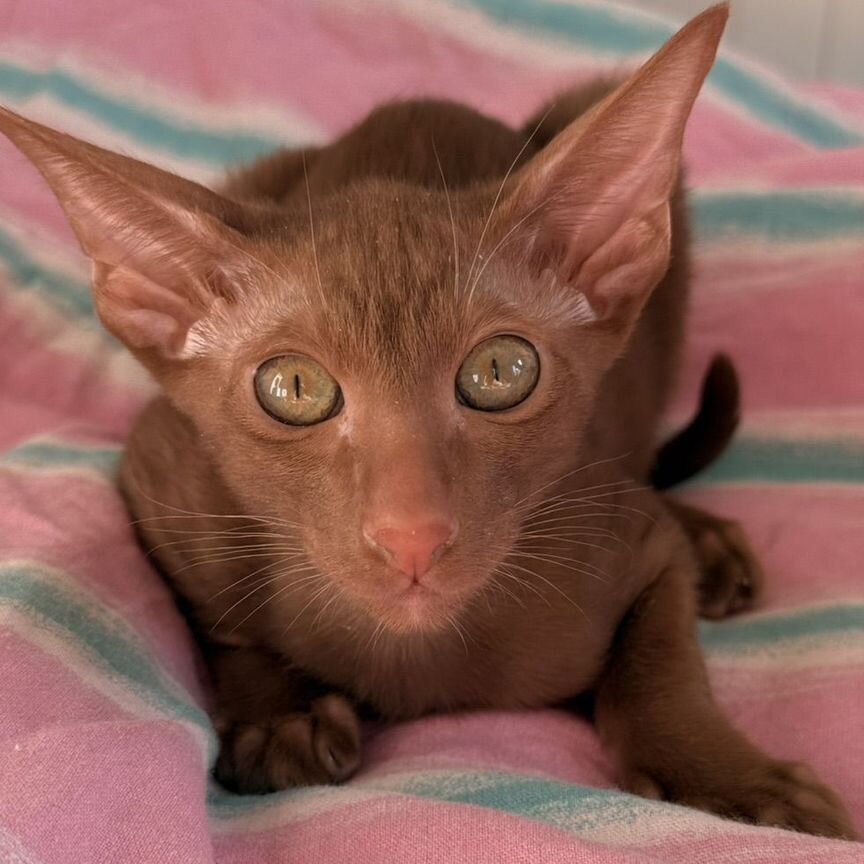 Ориентальный котёнок