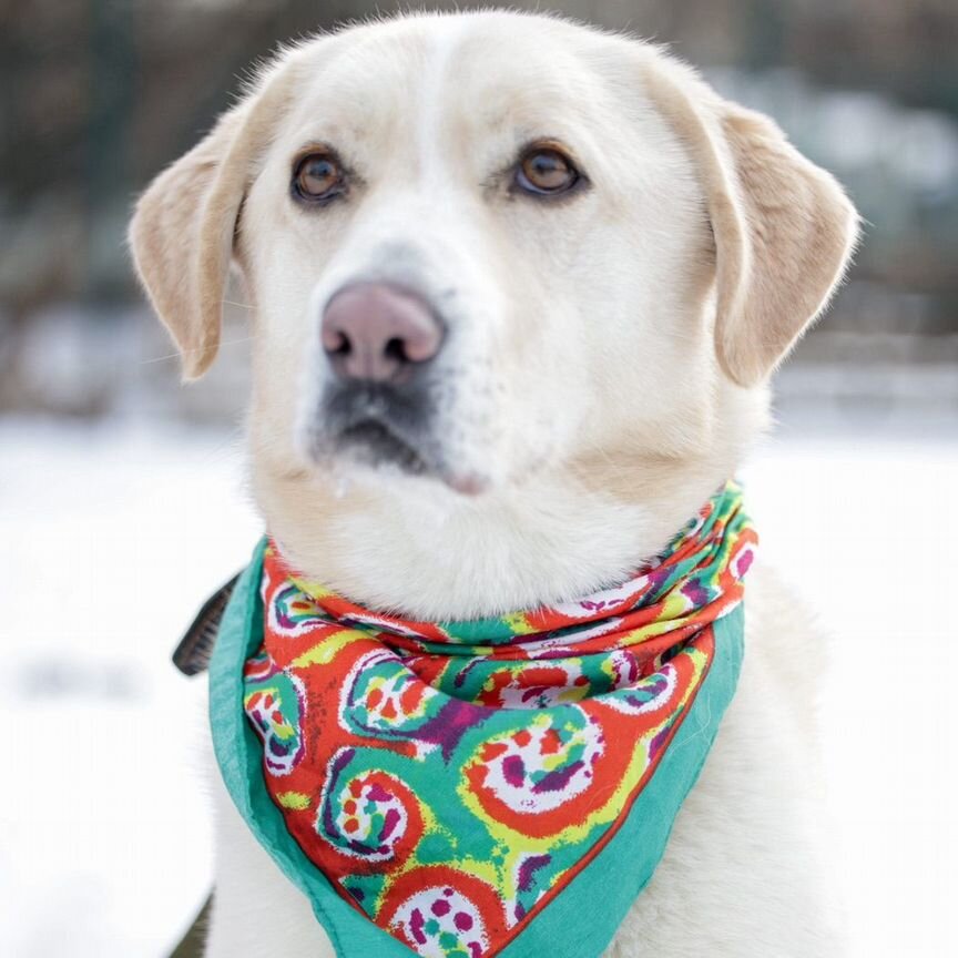 Лабрадор-ретривер, взрослая собака