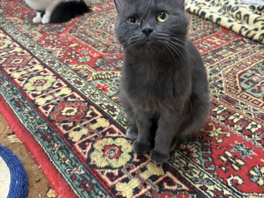 Кошечка Буся в поисках дома