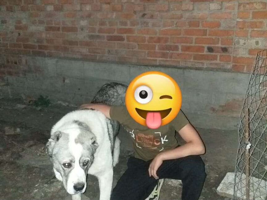 Среднеазиатская овчарка алабай вязка