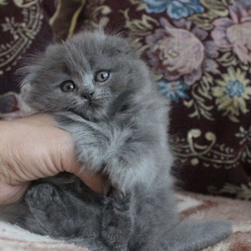 Шотландский хайленд фолд