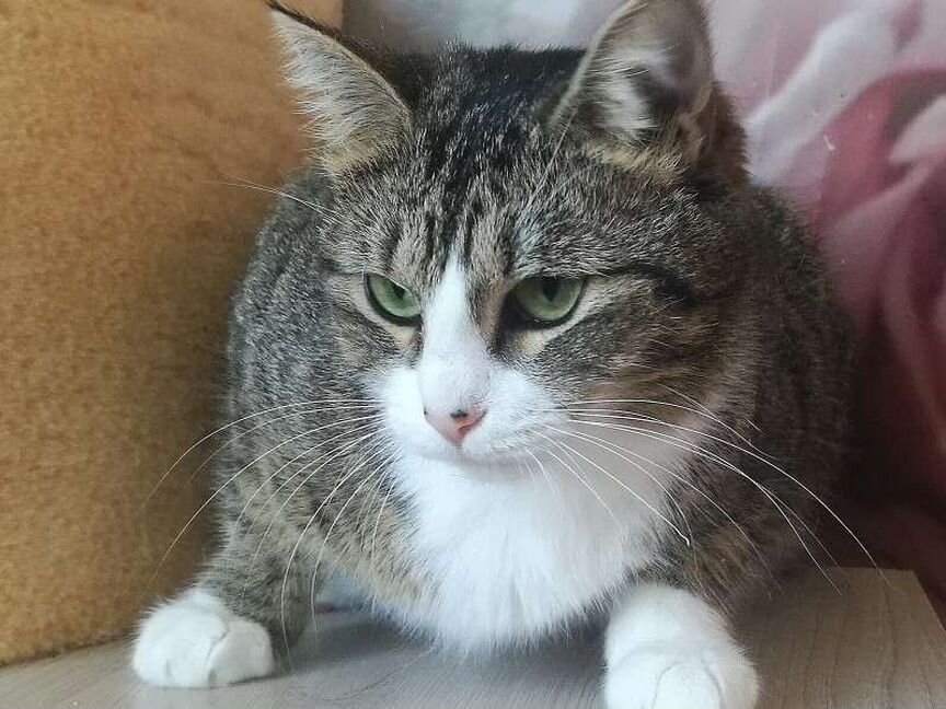 Самая милая ласковая кошечка не хочет на улицу