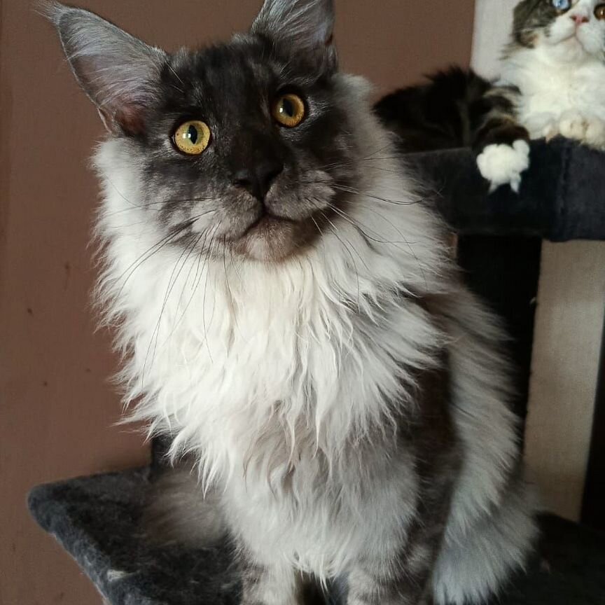 Котик мейн-кун