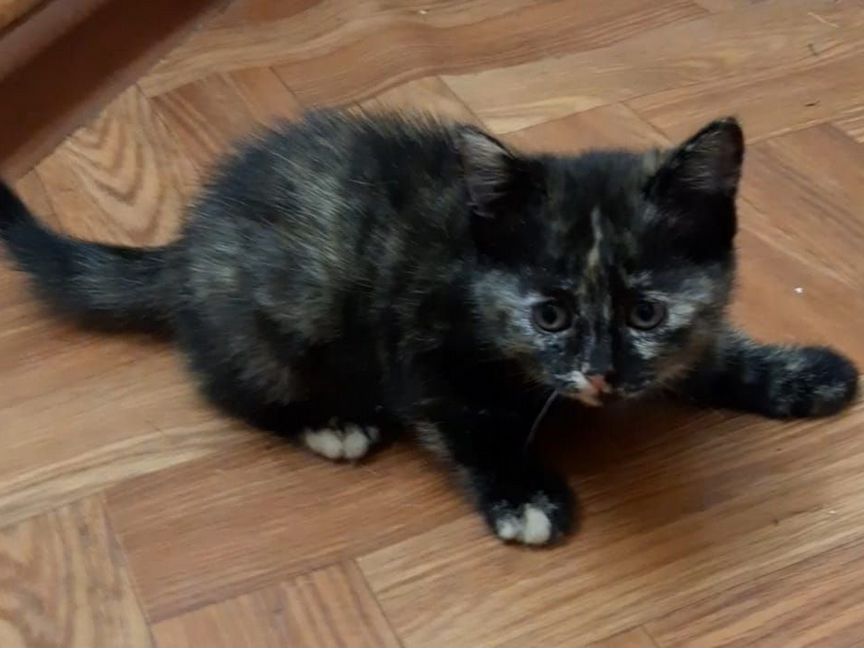 Отдаю трёхцветного котейку