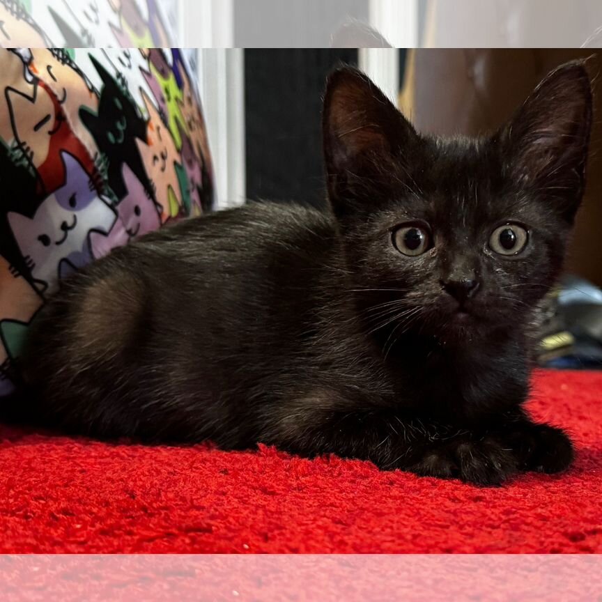 Британский длинношёрстный котёнок