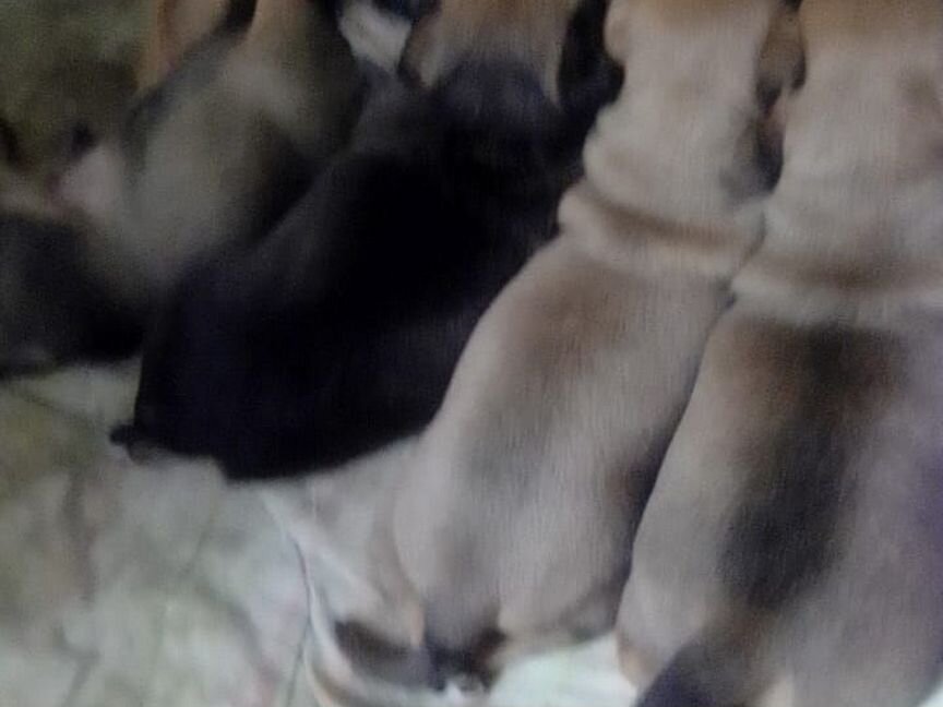 Собака в добрые руки отдам бесплатно