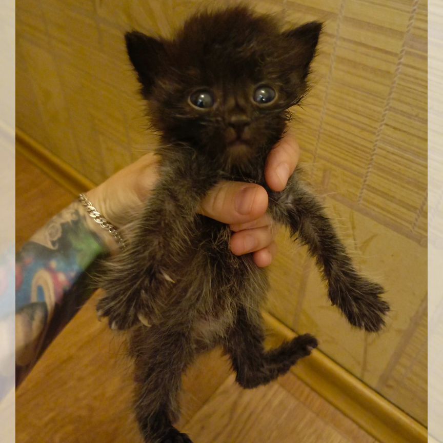 Котята в добрые руки