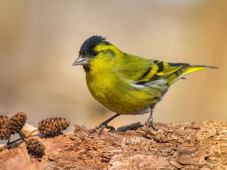 Чижик отсиженый певчий