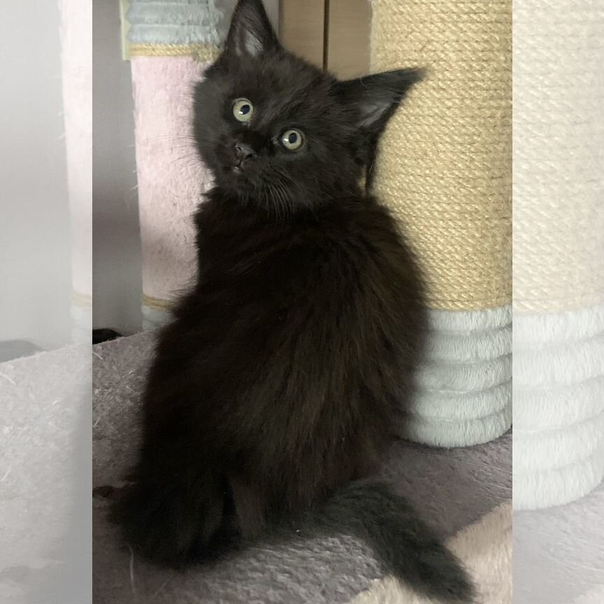 Котята мейн-кун черный солид