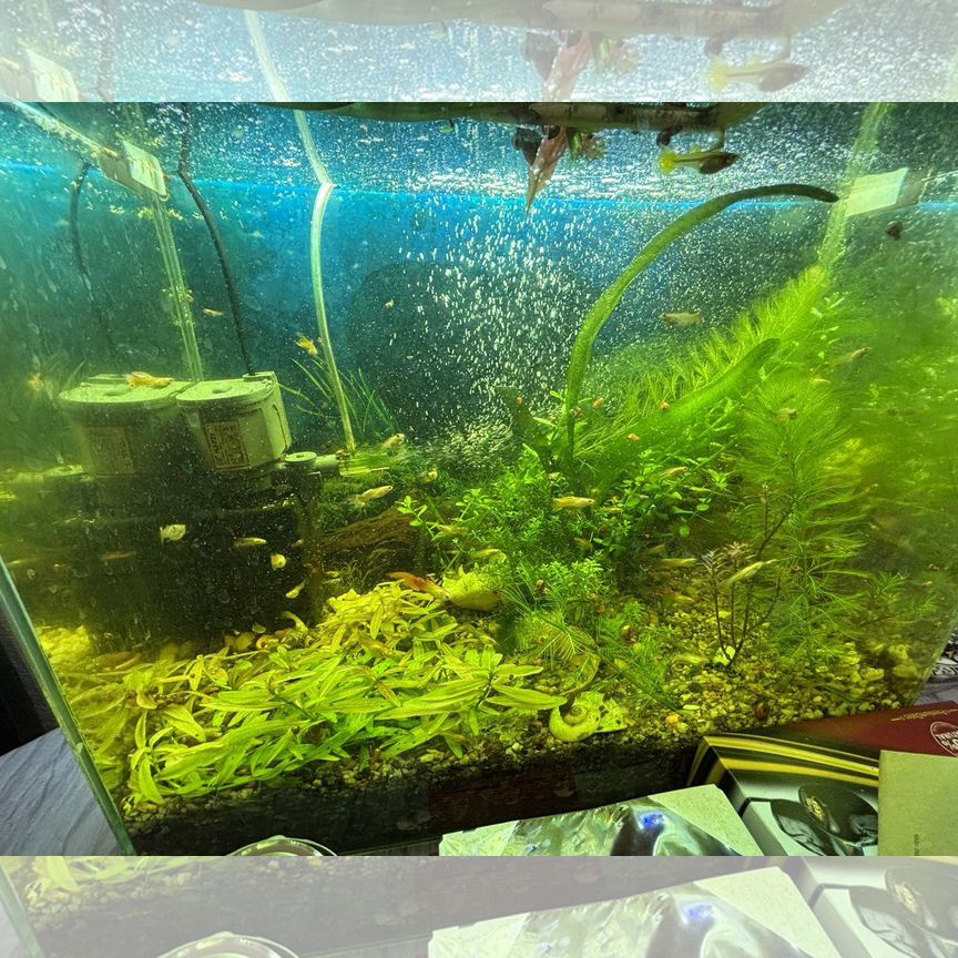 Аквариумные рыбки гуппи