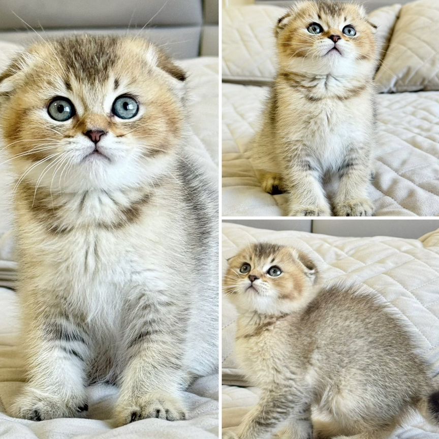 Шотландский вислоухий короткошёрстный котёнок