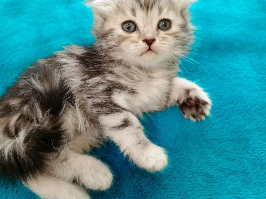 Шотландские мраморные котята