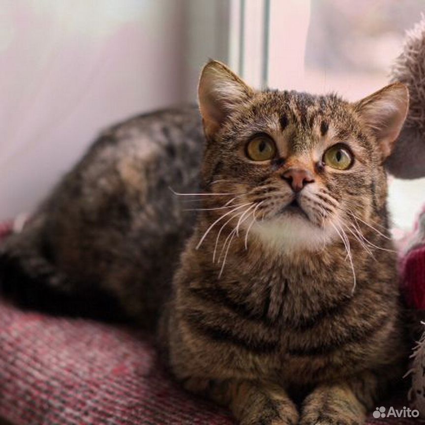 Харизматичный котик