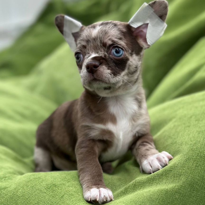 Чихуахуа, щенок