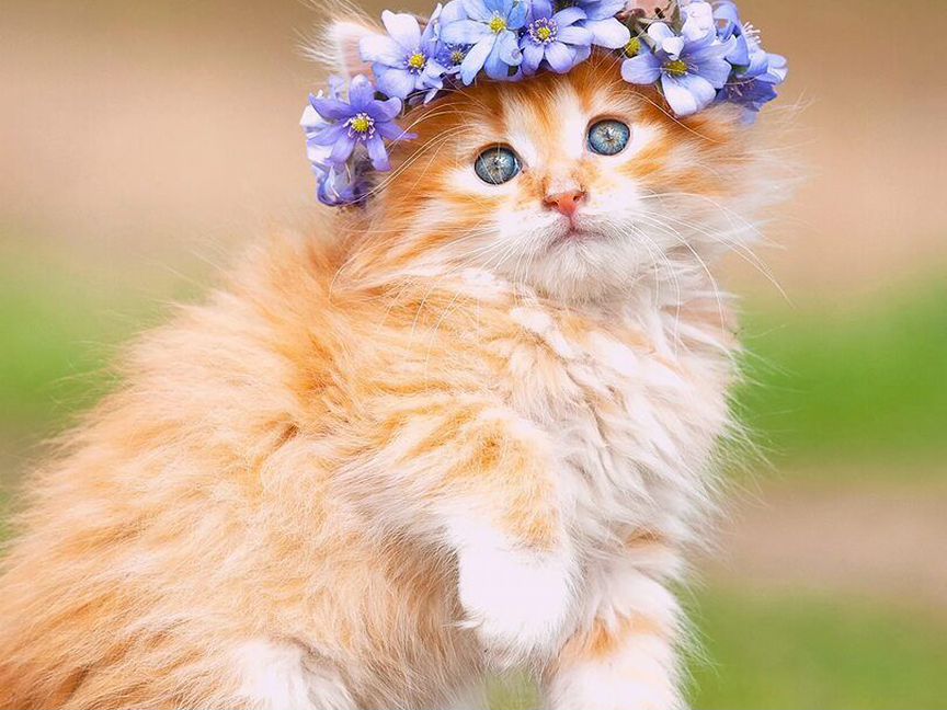 Возьму котенка