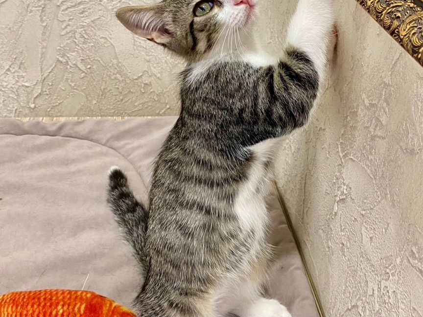 Котенок в добрые руки