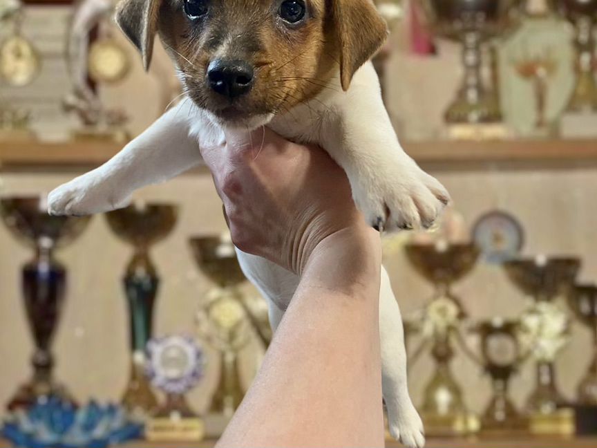 Джек Рассел мальчик от чемпиона, документы