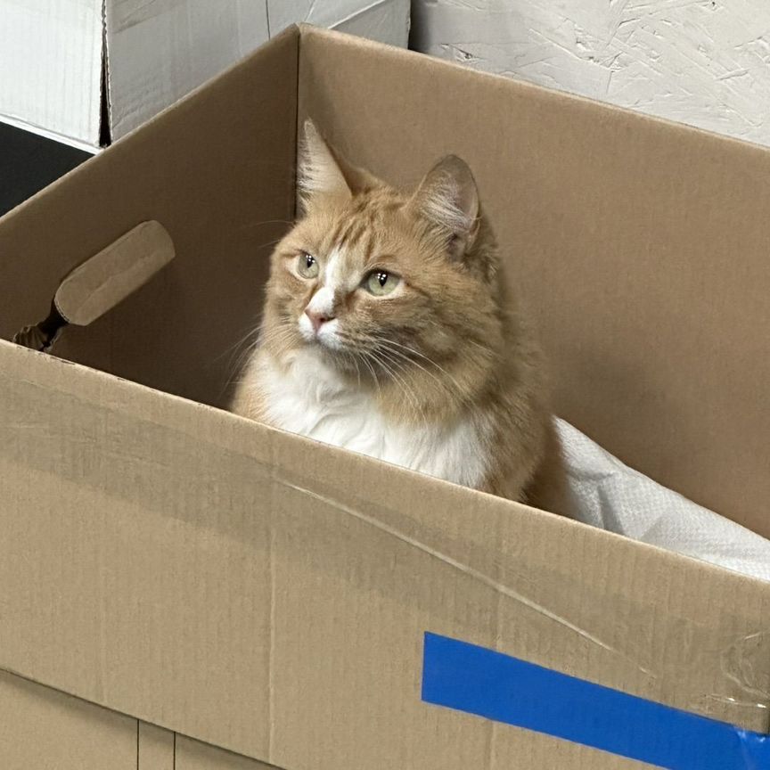 Отдам в добрые руки