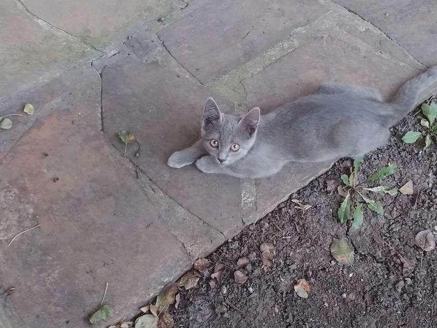 Отдам в добрые руки кошечку 2,5месяца