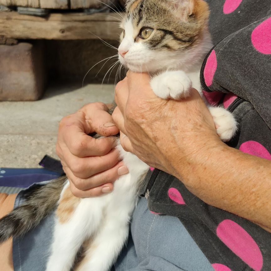 Котенок 2 мес. в хорошие руки