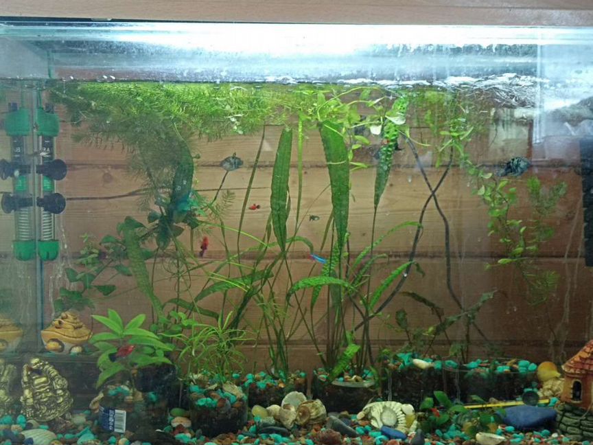 Аквариум с рыбками и со всеми принадлежностями
