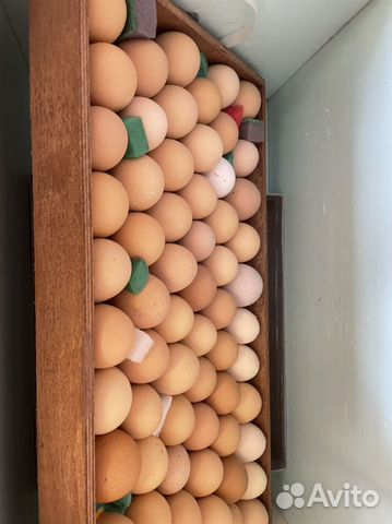 Инкубационное яйцо мясояичных пород