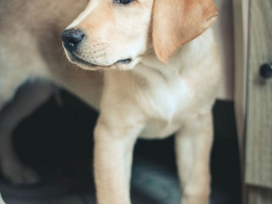 Лабрадор ретривер щенки