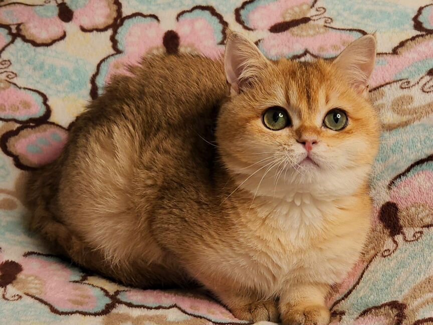 Британские золотые котята